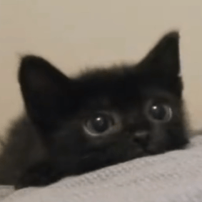 Wafer 0 Wafer Github