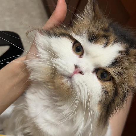 Memoryicecube Github