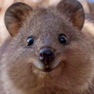 Quokka Algorithm Github