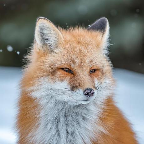 Addisonreyes Addison Reyes Github