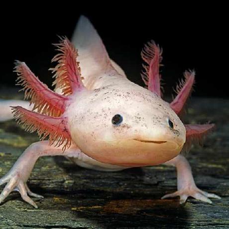 Spaghetti Development Github