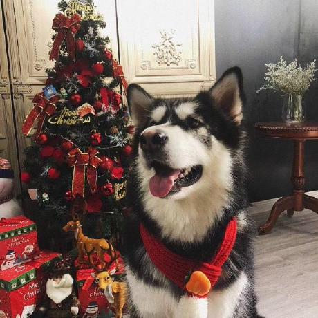 Bioinformatics Codingtime Wangshibo Github