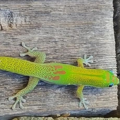 Community Hub Fans Github