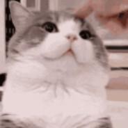 Gato Services Github