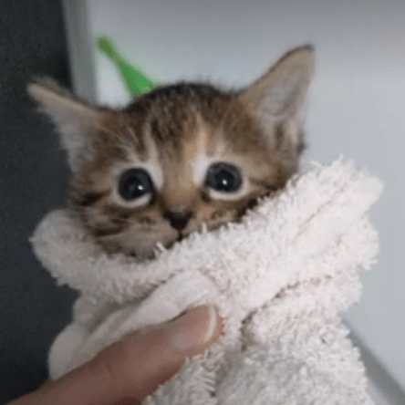 Angelajt Angela Github