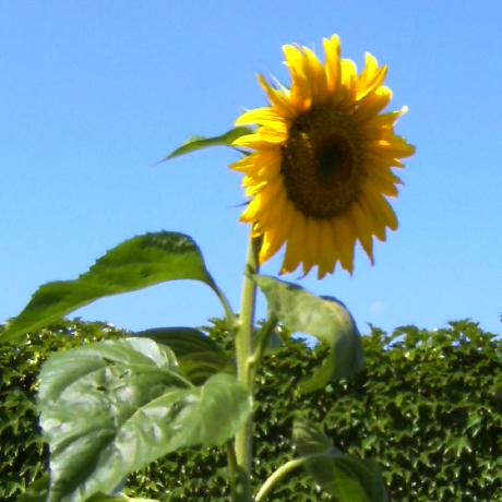 Github Media Tools Core - Premium Abstract Illustration Gallery - Retina