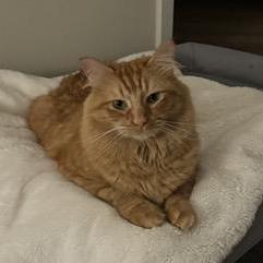 Charliejlin Charlie Lin Github