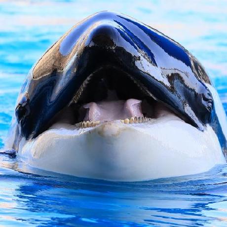 Retro Orca Orca Github
