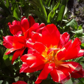 Reduction77 Reduction Github