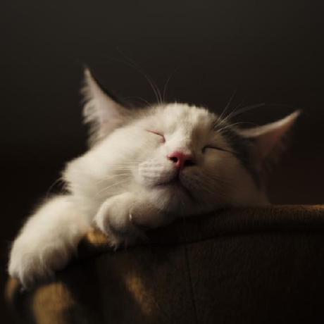 Disney Princess At Large Github