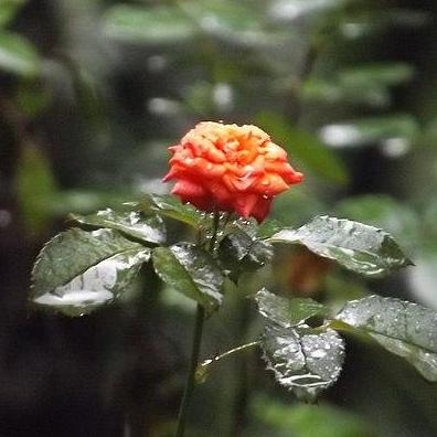 Miu Github - HD Vintage Photos for Desktop