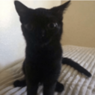 Universals Code Universal Code Github