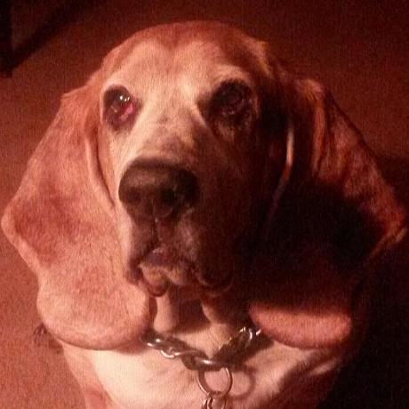 Williamssanders Shane Sanders Github