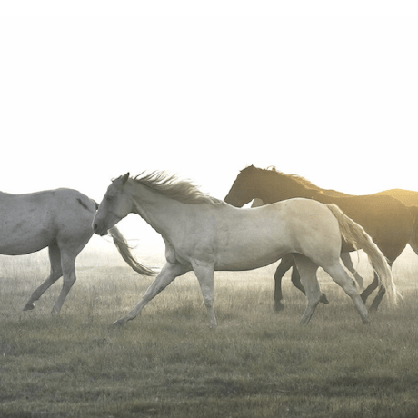 Tbhorses Horses Github