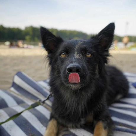 Dphillip11 Daniel Phillip Github