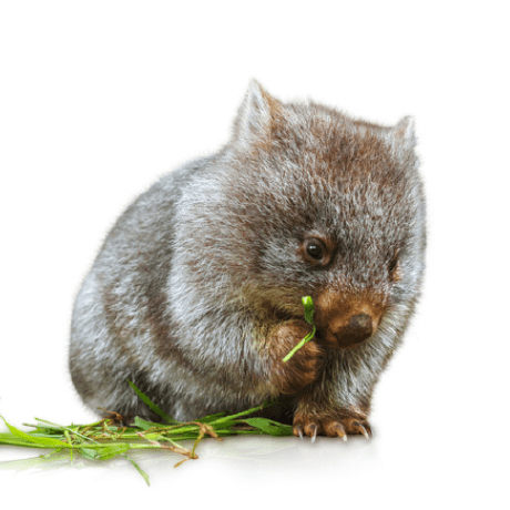 Wombat Github - Ocean Wallpapers - Professional Desktop Collection