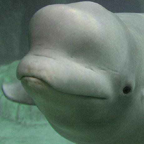 Justbeluga Beluga Github