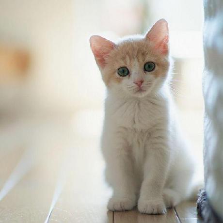 Avanti1202 Avanti Biradi Github