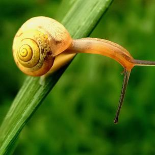 Kahouyou By He Github