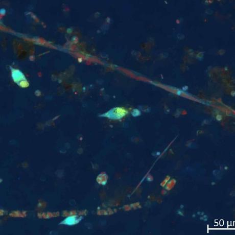 Plankton Ecology And Coastal Oceanography Cal Poly Github