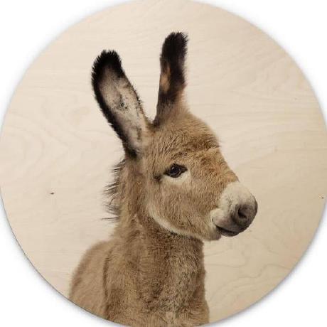 Babydonkeycoding Baby Donkey Github