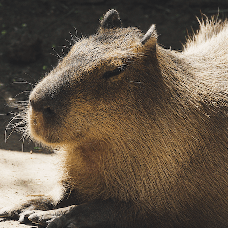 Capybaraclient Github