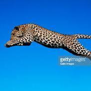 Leopard Cc Leopard Cc Github