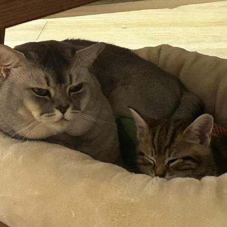 Rdlwicked Richard Li Github