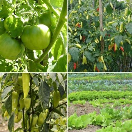 Next Door Garden Github