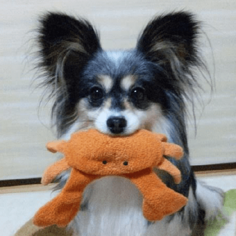 Koh Murakami 村上 耕 Github