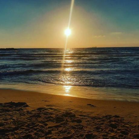 Ottersyay Otters Github