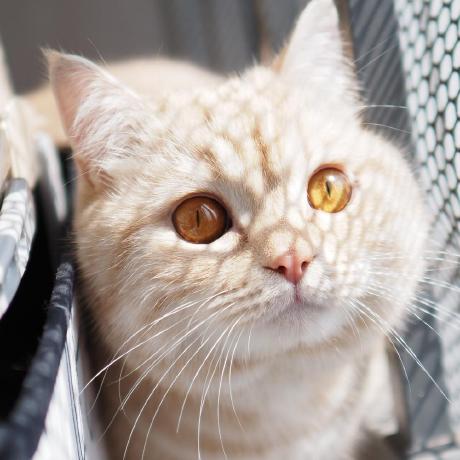 Kiri Chow Anthony Github