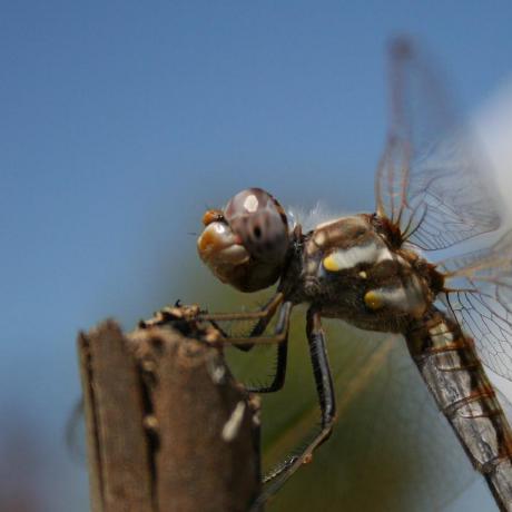 Noah Pm Dev Nmflight Github