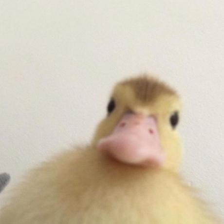 Vickyyqu Vicky Github