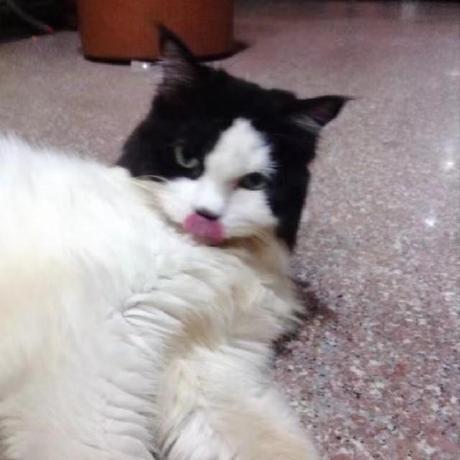 101yang101 Lin Ziyang Github