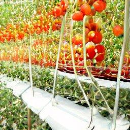 Smartfarm Sprout Github