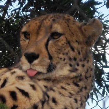 Sparkfan626 Yixing Fan Github