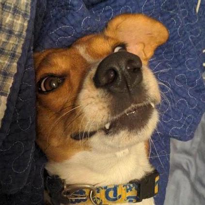 Davidhappe David Happe Github