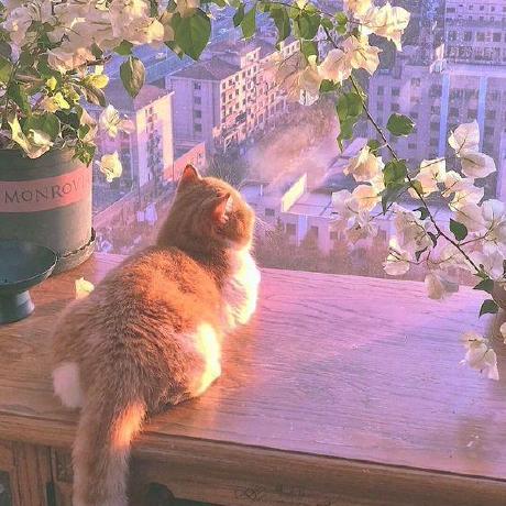 Anyazhang17 Anya Zhang Github