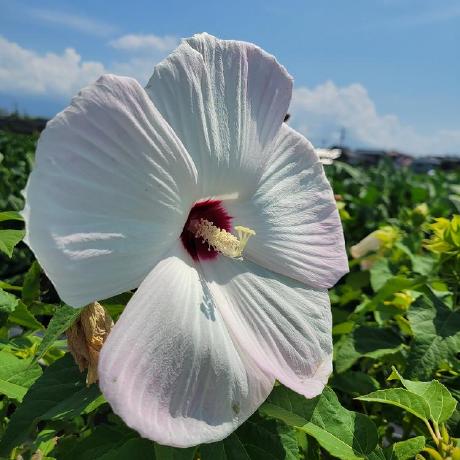 Yoshimura H Hiroshi Yoshimura Yoshimura H Github