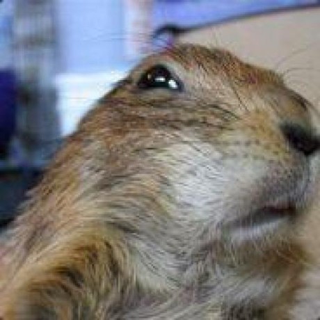 Snakedogenator Github