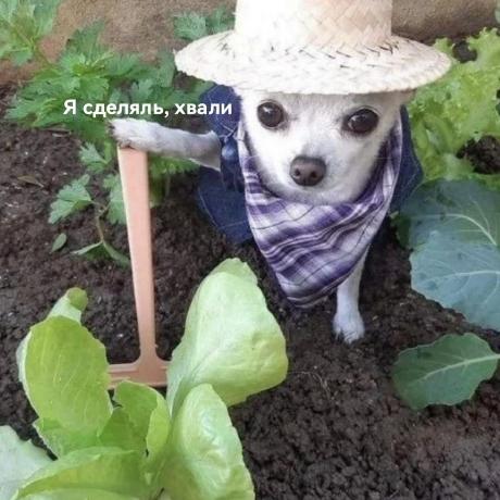 Sarkhandeevaadelina Github