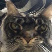 Tony De Donato Tony De Donato Github