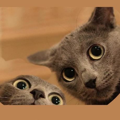 Morseicecream Morse Github