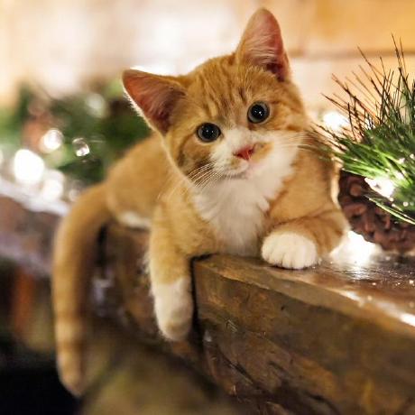 Lior Gao Lior Github