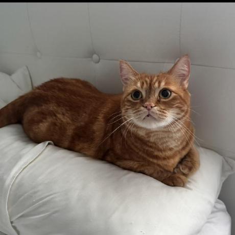 Olegponyat Oleg Ponyatyshyn Github