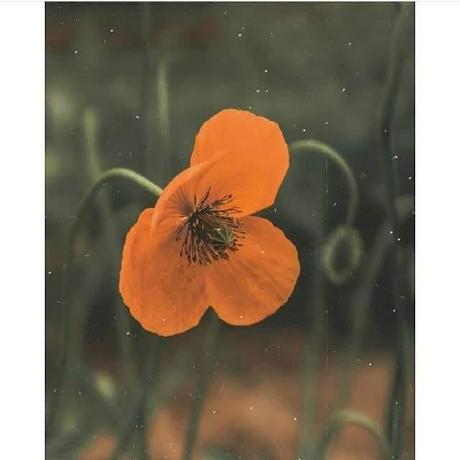 Marah Osman Marah Osman Github