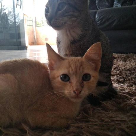 Cali Pimentel Ana Caroline Github