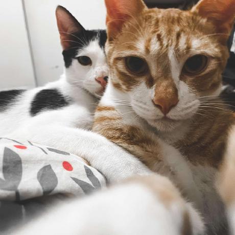 Butterflykuo Butterfly Github