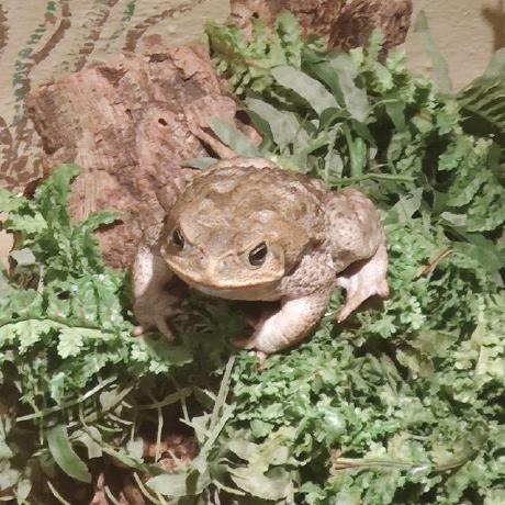 Nodev11 Frogger Github